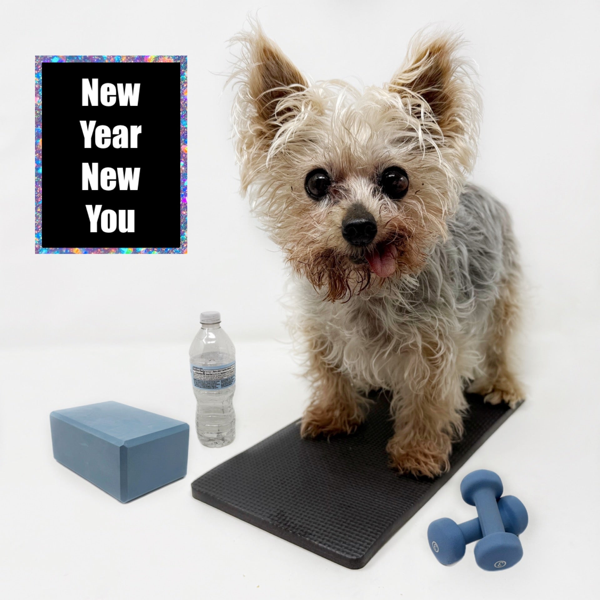 Paws and Reflect: A Dog's Guide to Transforming Your Body, Mind, and M – Mon Ami Furry Designs