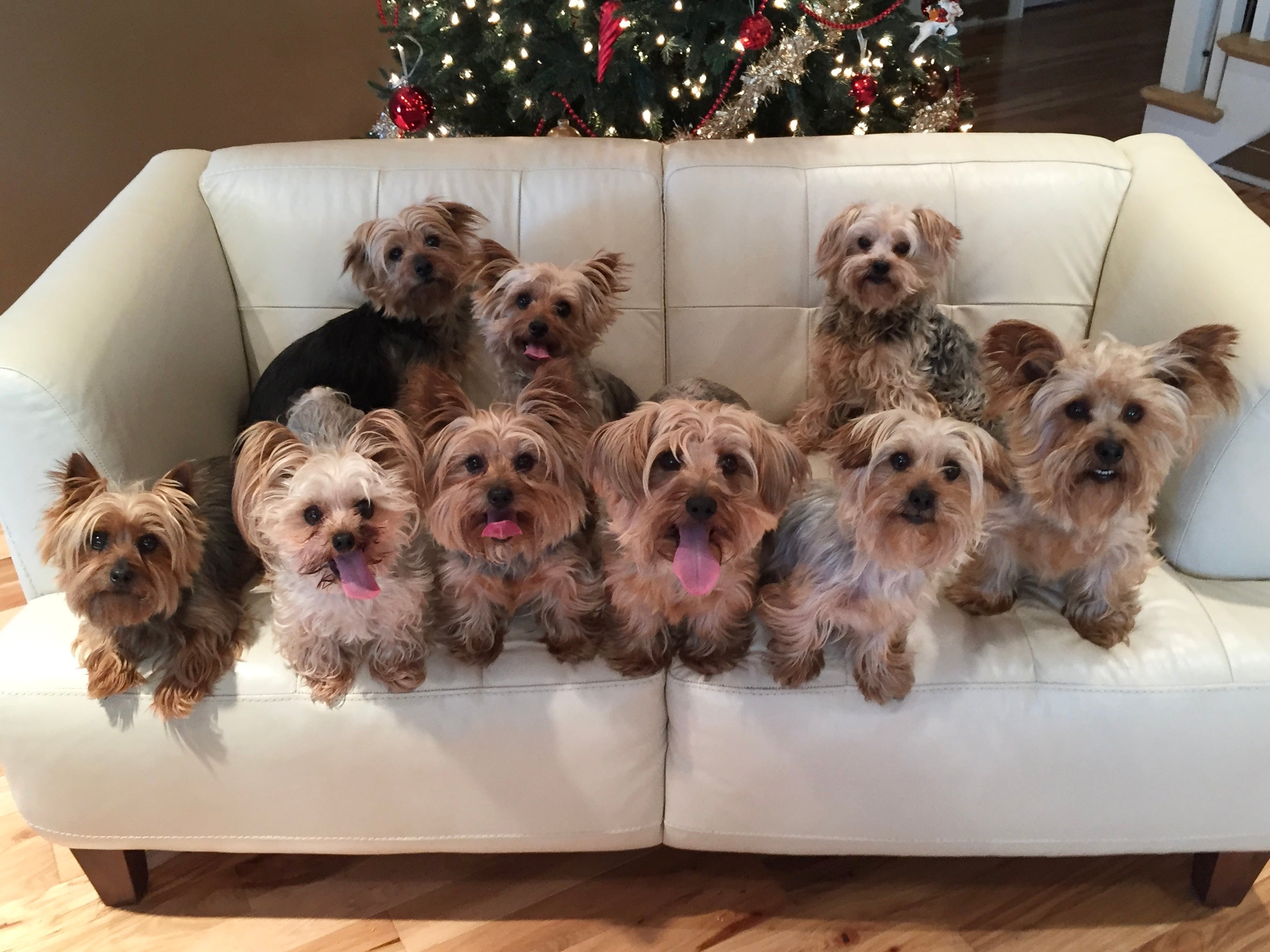 How To Capture The Ultimate Holiday Dog Photo – Mon Ami Furry Designs